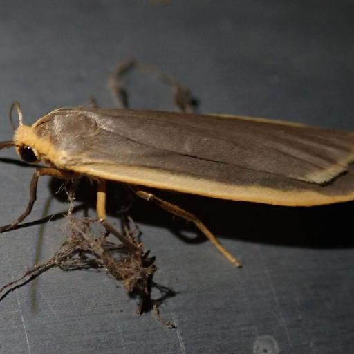 Common Footman (Eilema Lurideola) Insect Identification Guide, Habitat ...