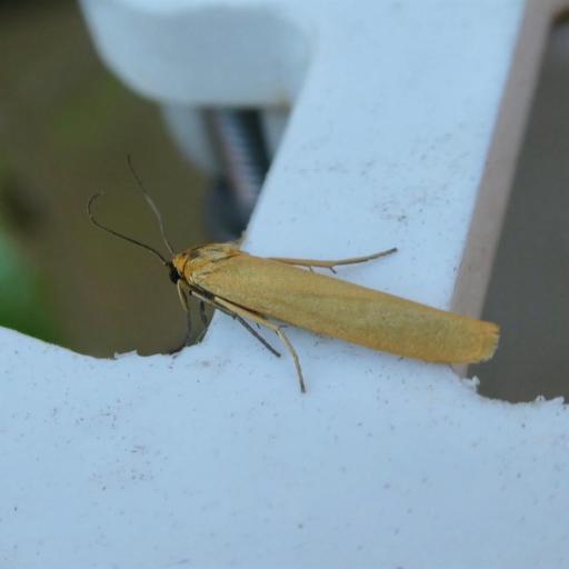 Eilema Lutarella Insect Identification Guide, Habitat & Facts