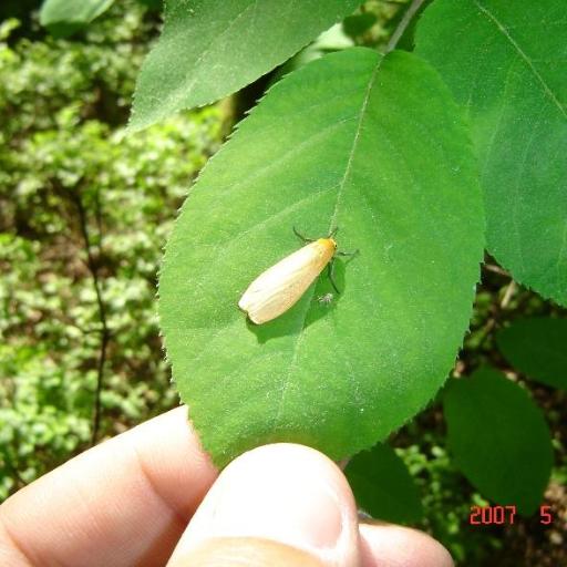 Executioner Wasp (Polistes Carnifex) Insect Identification Guide ...
