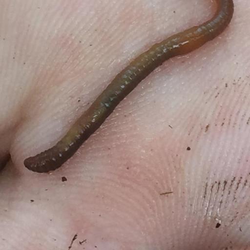 Square-Tailed Worm (Eiseniella Tetraedra) Insect Identification Guide ...