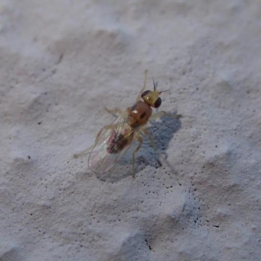 Wetland Giant Wolf Spider (Tigrosa Helluo) Insect Identification Guide ...