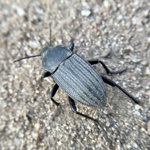 Giant Cicada (Quesada Gigas) Insect Identification Guide, Habitat & Facts