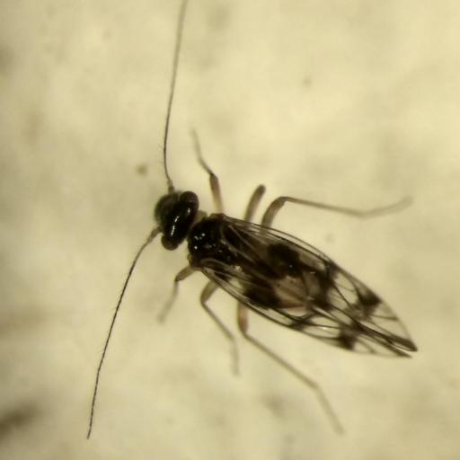 Damp Barklice (Elipsocidae) Insect Identification Guide, Habitat & Facts