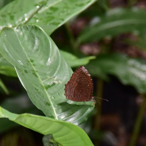 Common Palmfly (Elymnias Hypermnestra) Insect Identification Guide ...