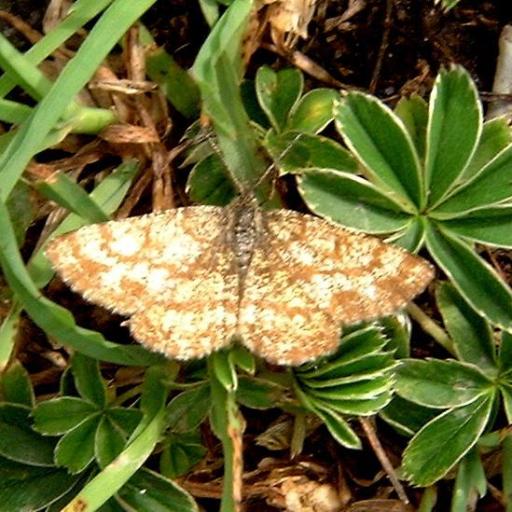 Common Heath (Ematurga Atomaria) Insect Identification Guide, Habitat ...