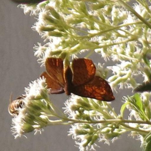 Common Earthworm (Lumbricus Terrestris) Insect Identification Guide ...