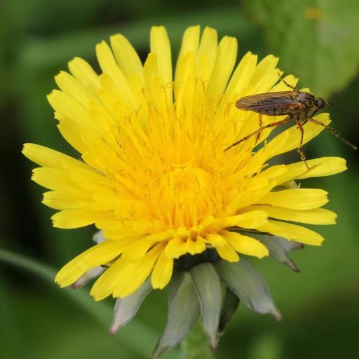 Six-spotted Fishing Spider (Dolomedes Triton) Insect Identification ...