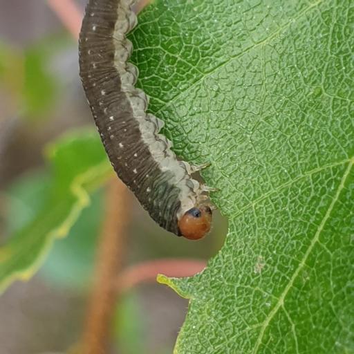 Empria Insect Identification Guide, Habitat & Facts