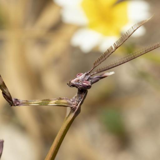 Fasciated Conehead Mantid (Empusa Fasciata) Insect Identification Guide ...