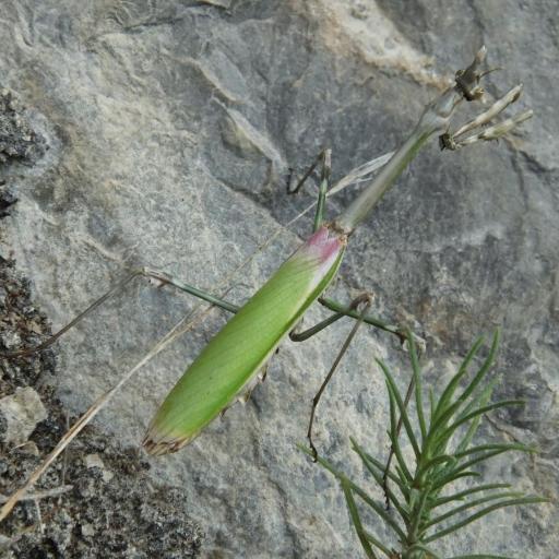 Mediterranean Conehead Mantis (Empusa Pennata) Insect Identification ...