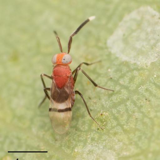 Encyrtids (Encyrtidae) Insect Identification Guide, Habitat & Facts