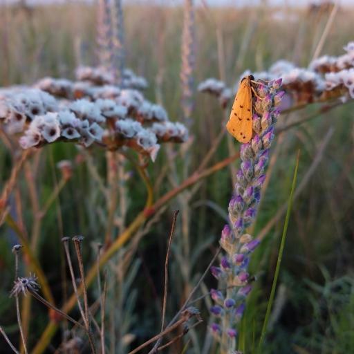 Household Casebearer (Phereoeca Uterella) Insect Identification Guide ...