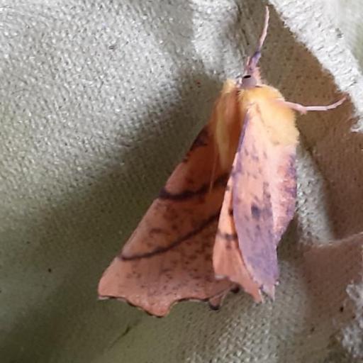 Canary-Shouldered Thorn (Ennomos Alniaria) Insect Identification Guide ...