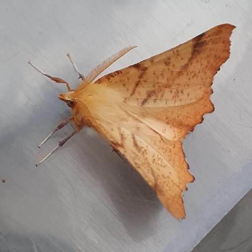 Large Thorn (Ennomos Autumnaria) Insect Identification Guide, Habitat ...