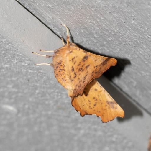 Spanish Slug (Arion Vulgaris) Insect Identification Guide, Habitat & Facts