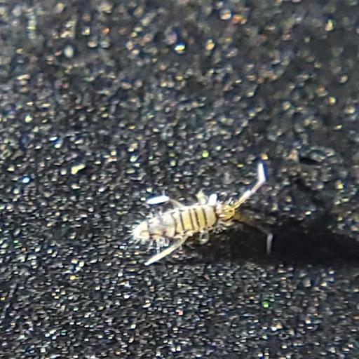 Entomobrya Atrocincta Insect Identification Guide, Habitat & Facts