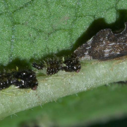 Keeled Treehopper (Entylia Carinata) Insect Identification Guide ...