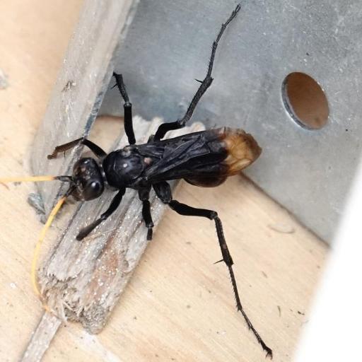 Eastern Tawny-Horned Spider Wasp (Entypus Unifasciatus) Insect ...
