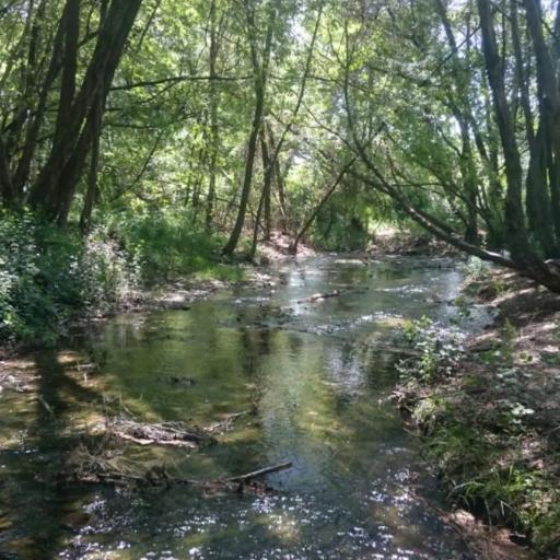 Odalisque (Epallage Fatime) Insect Identification Guide, Habitat & Facts