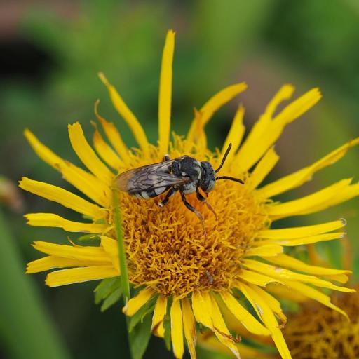 European Firebug (Pyrrhocoris Apterus) Insect Identification Guide ...