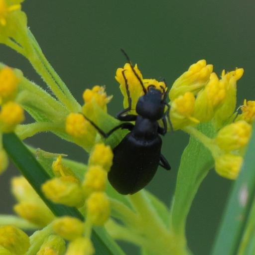 Black Blister Beetle (Epicauta Pensylvanica) Insect Identification ...