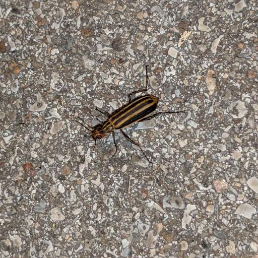 Striped Blister Beetle (Epicauta Vittata) Insect Identification Guide ...