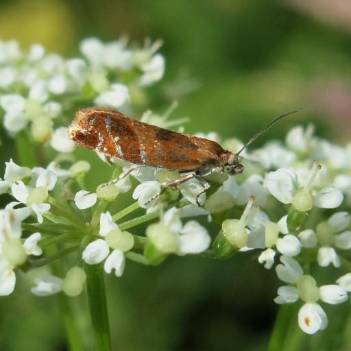 Leopard Slug (Limax Maximus) Insect Identification Guide, Habitat & Facts