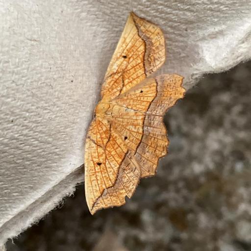 Bordered Beauty (Epione Repandaria) Insect Identification Guide ...