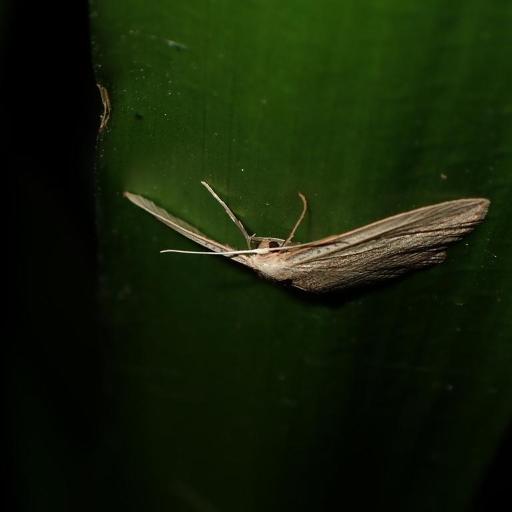 Cabbage Tree Moth (Epiphryne Verriculata) Insect Identification Guide ...