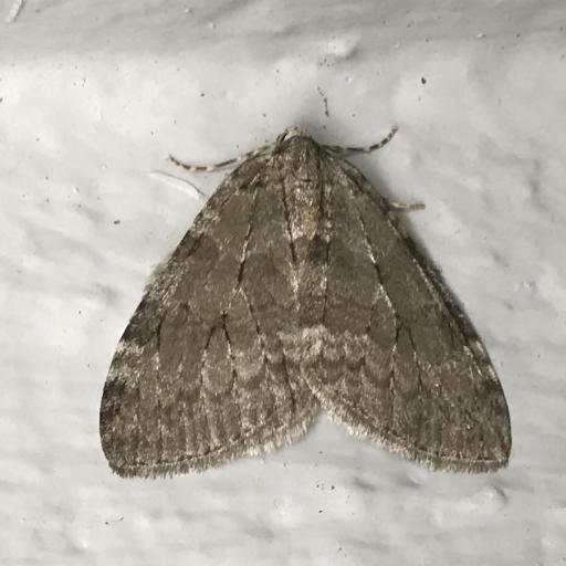 Pale November Moth (Epirrita Christyi) Insect Identification Guide ...