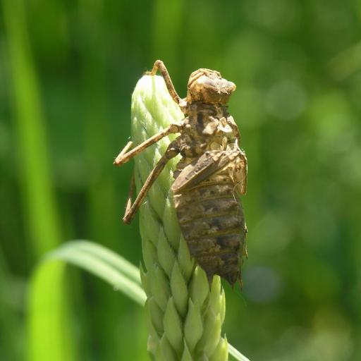 Eurasian Baskettail (Epitheca Bimaculata) Insect Identification Guide ...