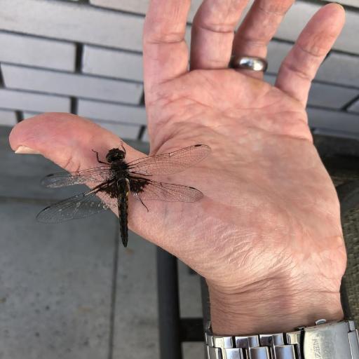 Common Baskettail (Epitheca Cynosura) Insect Identification Guide ...