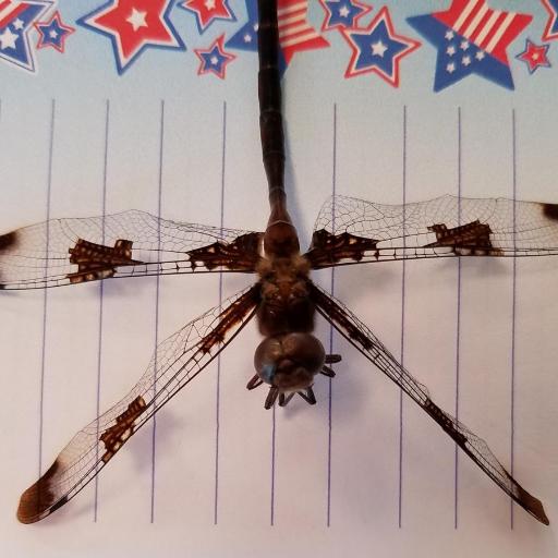 Executioner Wasp (Polistes Carnifex) Insect Identification Guide ...