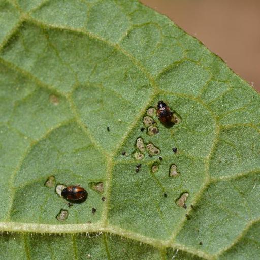 Hairy Flea Beetles (Epitrix) Insect Identification Guide, Habitat & Facts