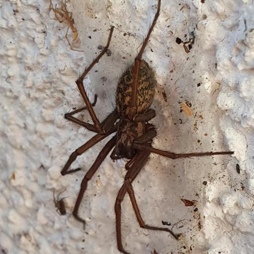 Giant House Spider Complex (Eratigena Atrica) Insect Identification ...