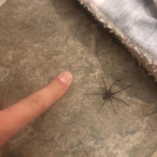 Giant House Spider (Eratigena Duellica) Insect Identification Guide ...