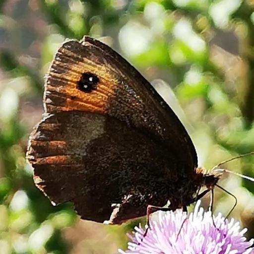 Scotch Argus (Erebia Aethiops) Insect Identification Guide, Habitat & Facts