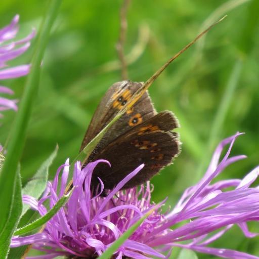 Almond Ringlet (Erebia Alberganus) Insect Identification Guide, Habitat ...