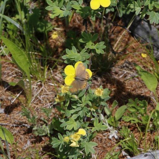Lapland Ringlet (Erebia Embla) Insect Identification Guide, Habitat & Facts