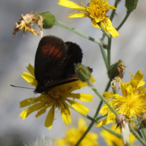 Lesser Mountain Ringlet (Erebia Melampus) Insect Identification Guide ...