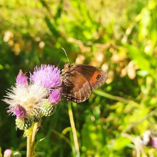 Oriental Latrine Fly (Chrysomya Megacephala) Insect Identification ...