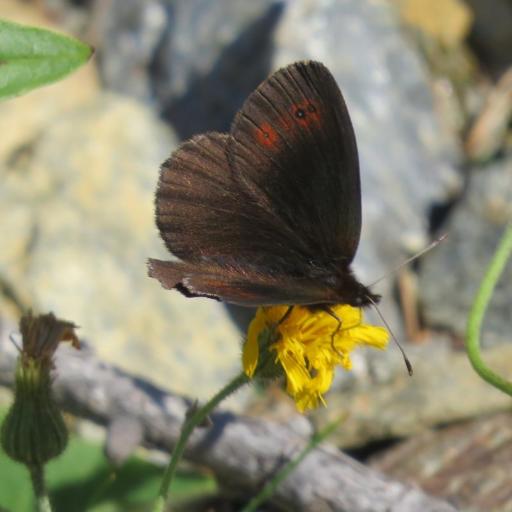 Water Ringlet (Erebia Pronoe) Insect Identification Guide, Habitat & Facts