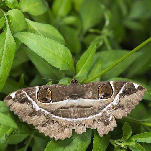 Erebus Insect Identification Guide, Habitat & Facts