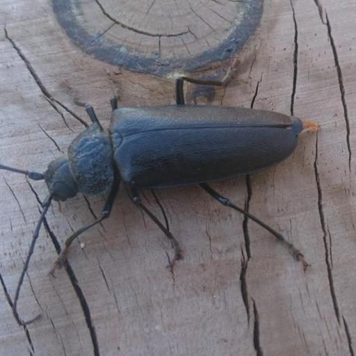 Long-horned Beetle (Ergates Faber) Insect Identification Guide, Habitat ...