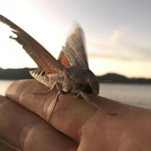 Ello Sphinx (Erinnyis Ello) Insect Identification Guide, Habitat & Facts