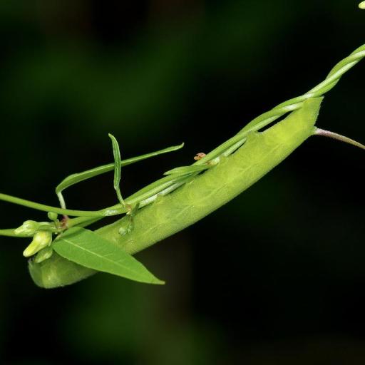 Obscure Sphinx (Erinnyis Obscura) Insect Identification Guide, Habitat ...