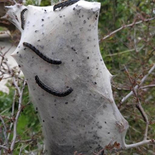 Small Eggar (Eriogaster Lanestris) Insect Identification Guide, Habitat ...