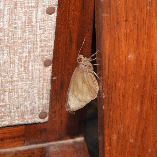 Rounded Palm-Redeye (Erionota Torus) Insect Identification Guide ...