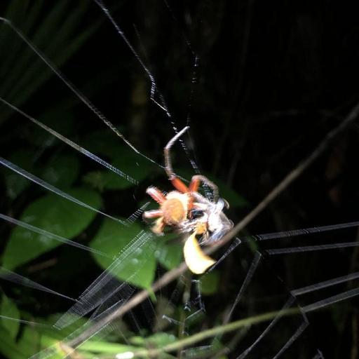Tropical Orb Weaver (Eriophora Fuliginea) Insect Identification Guide ...