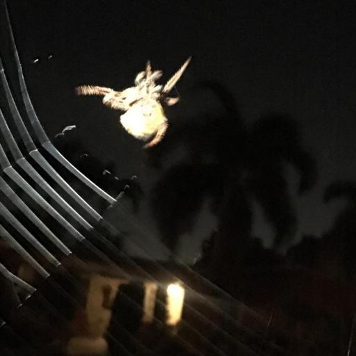 Tropical Orbweaver (Eriophora Ravilla) Insect Identification Guide ...